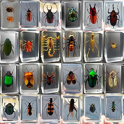 KSVMOAG 12 Pcs Insect Specimens in Resin Collection Paperweights ...