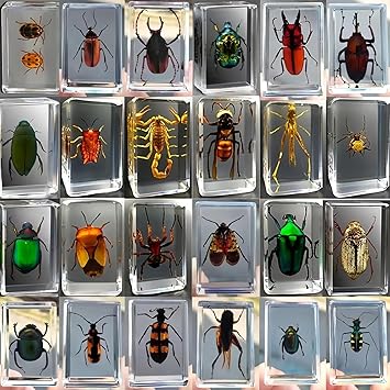 KSVMOAG 12 Pcs Insect Specimens in Resin Collection Paperweights ...
