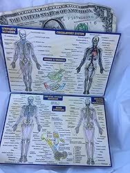 Amazon.com: Anatomy (Quick Study: Anatomy): 9781572227576: BarCharts ...