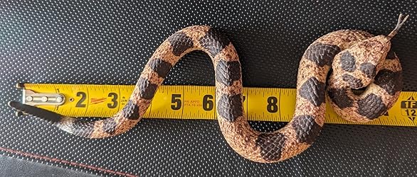 Amazon.com: Porgaten Fake Snakes Rubber Snake Realistic Keep Birds Away ...