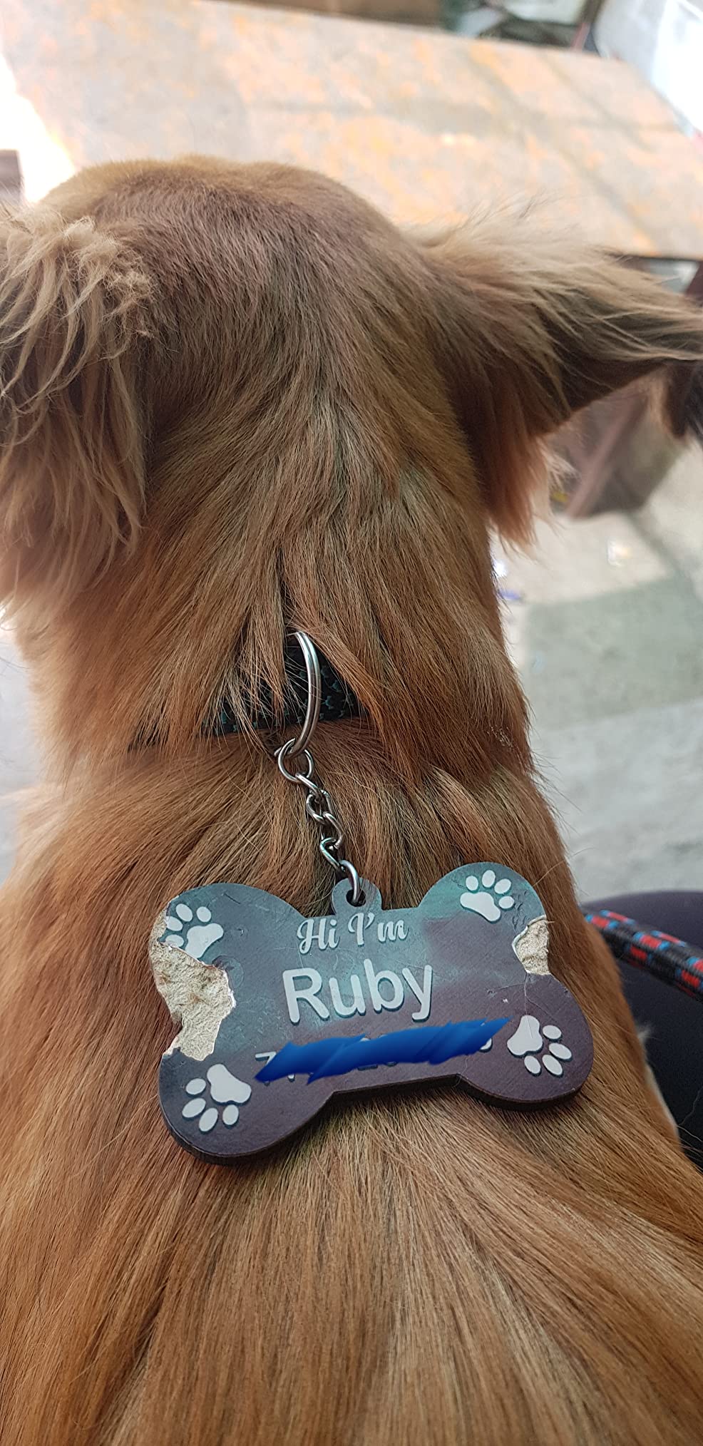 Sky Trends Bone Shape Collar Locket/Pendant for Dogs & Puppy -1424 ...