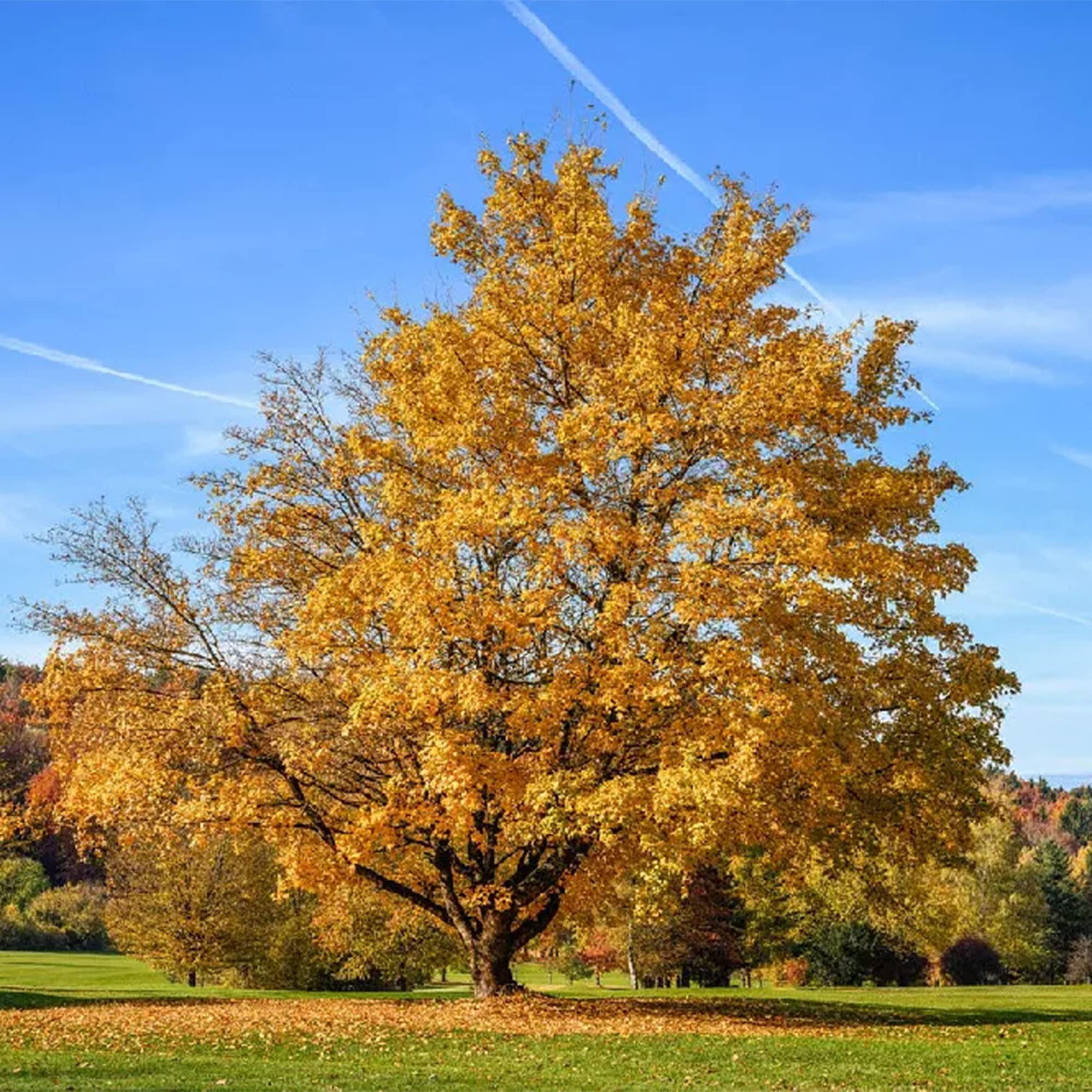 Amazon.com : QAUZUY GARDEN 20 Pcs Silverleaf Silver Maple/Large Soft ...