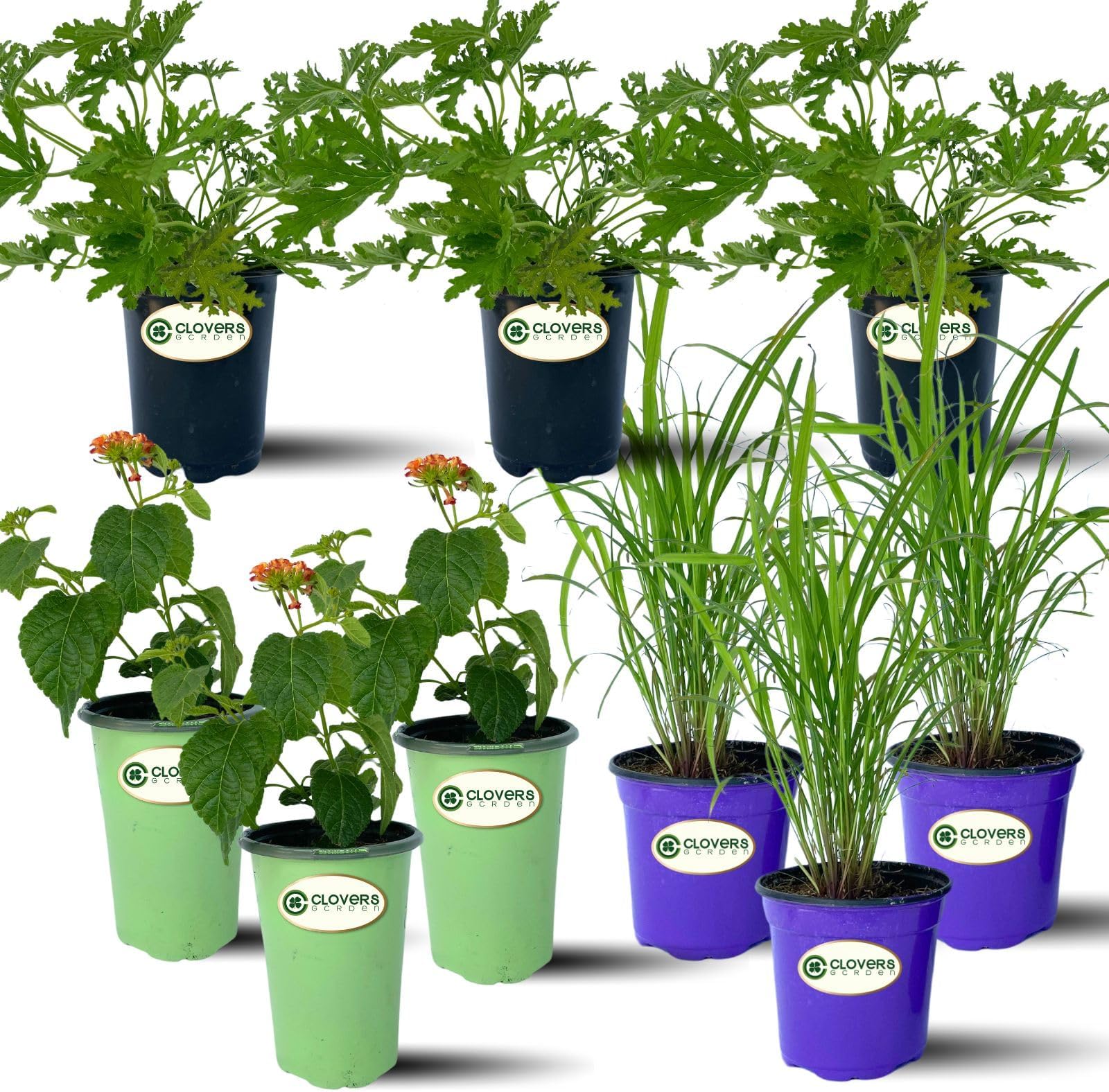 Amazon.com : Gardenuity Patio Herb Garden Kit – Fully Rooted Live Plants (No Seeds), Square Foot ...