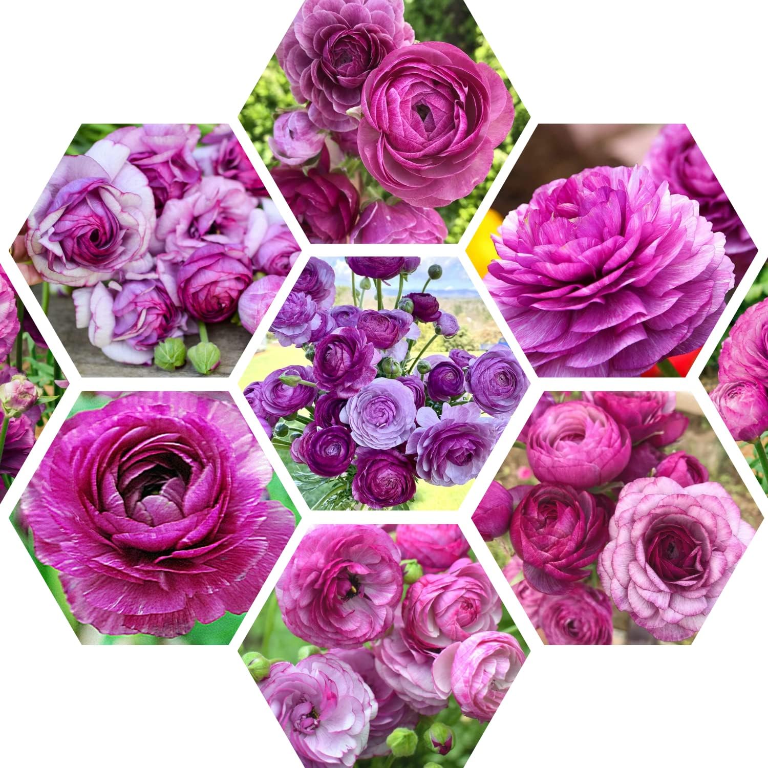 Amazon.com : Ranunculus Bulbs for Planting, 25 Aviv Purple Ranunculus ...