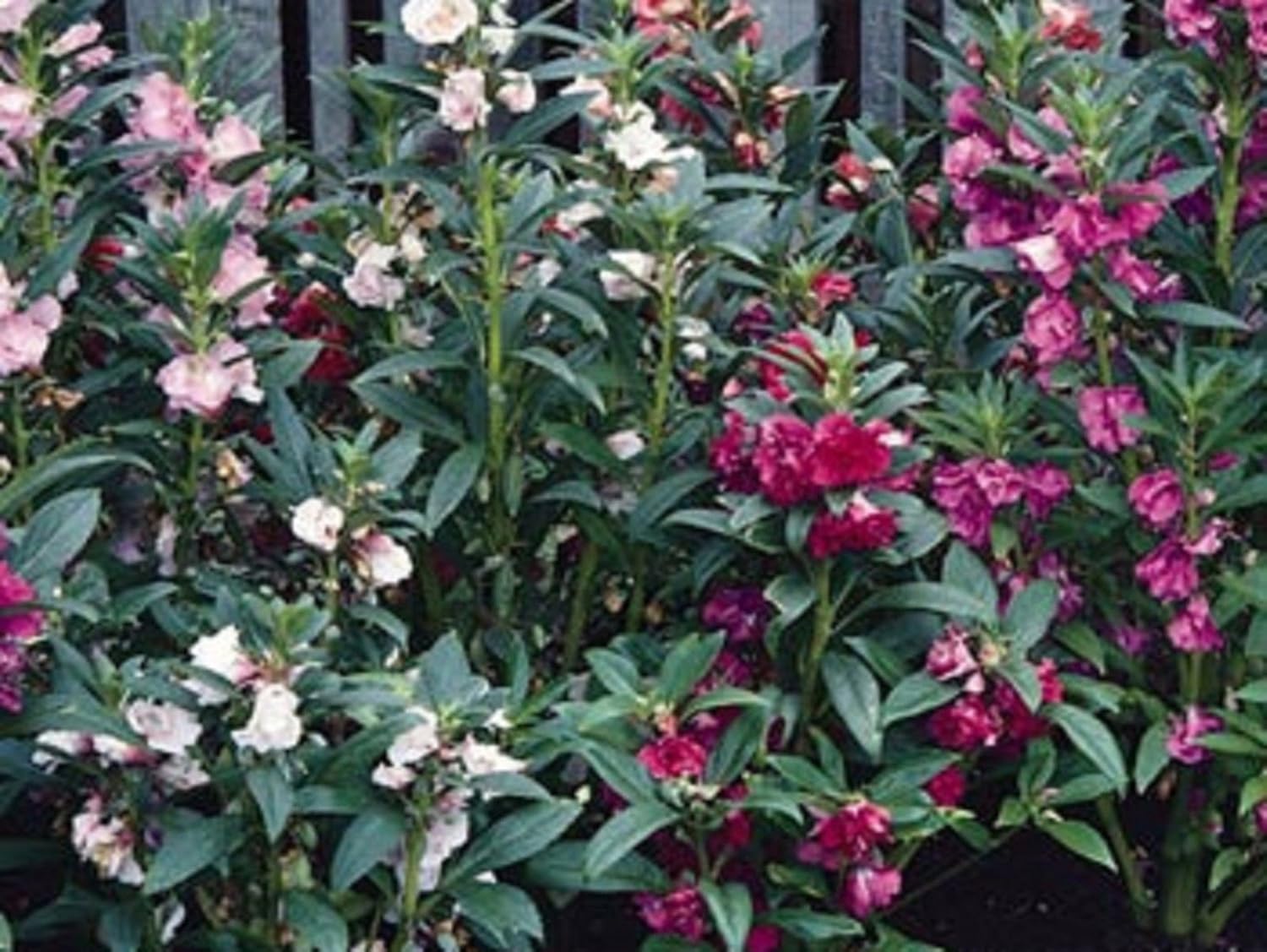 Amazon.com : TOUCH ME NOT FLOWER SEEDS : Patio, Lawn & Garden