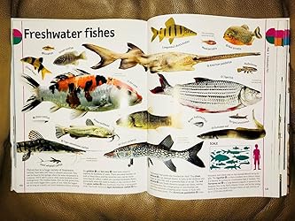 The Animal Book: A Visual Encyclopedia of Life on Earth (DK Our World ...