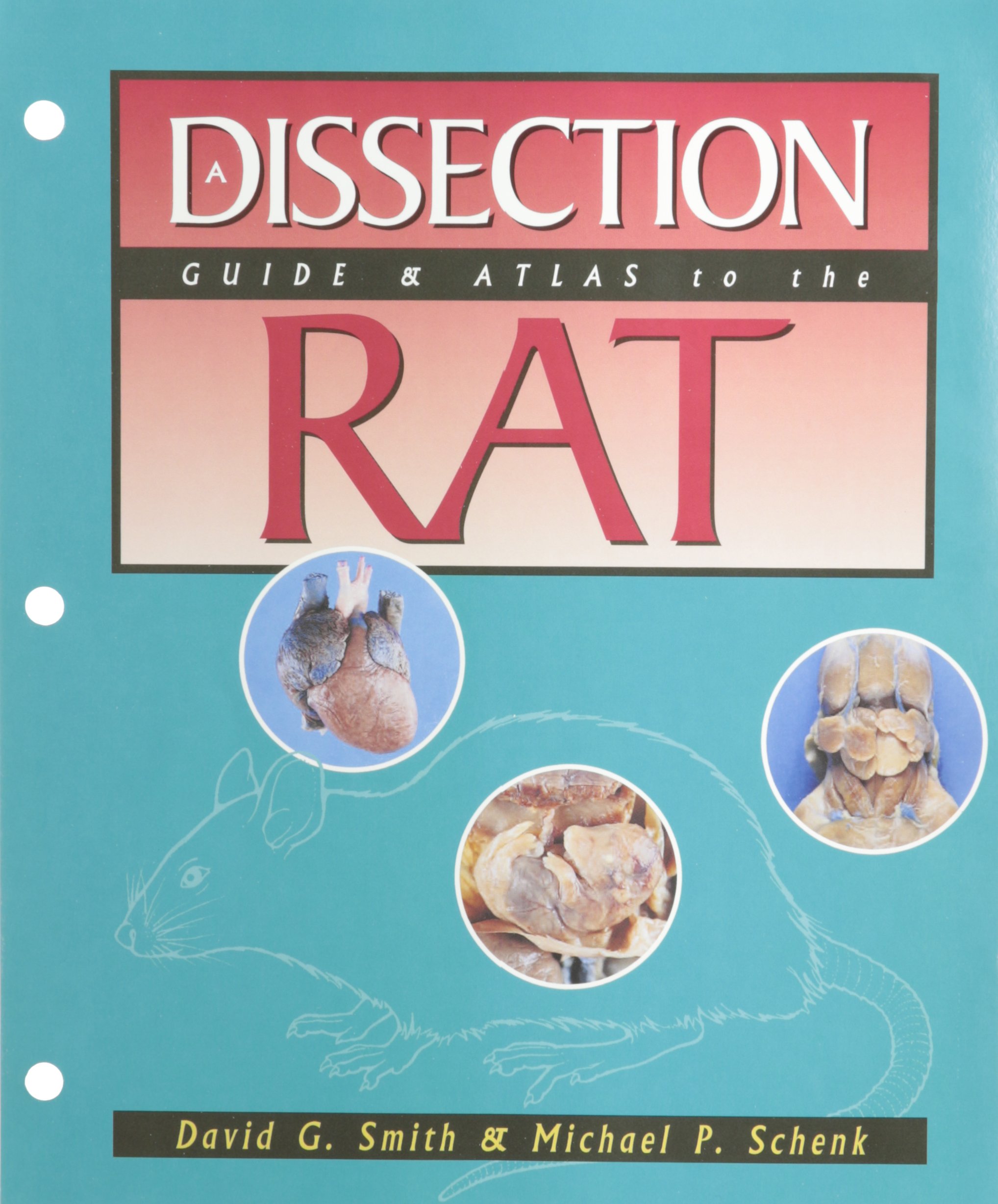 Rat Dissection Worksheet On The Cutting Edge: Rat Dissection