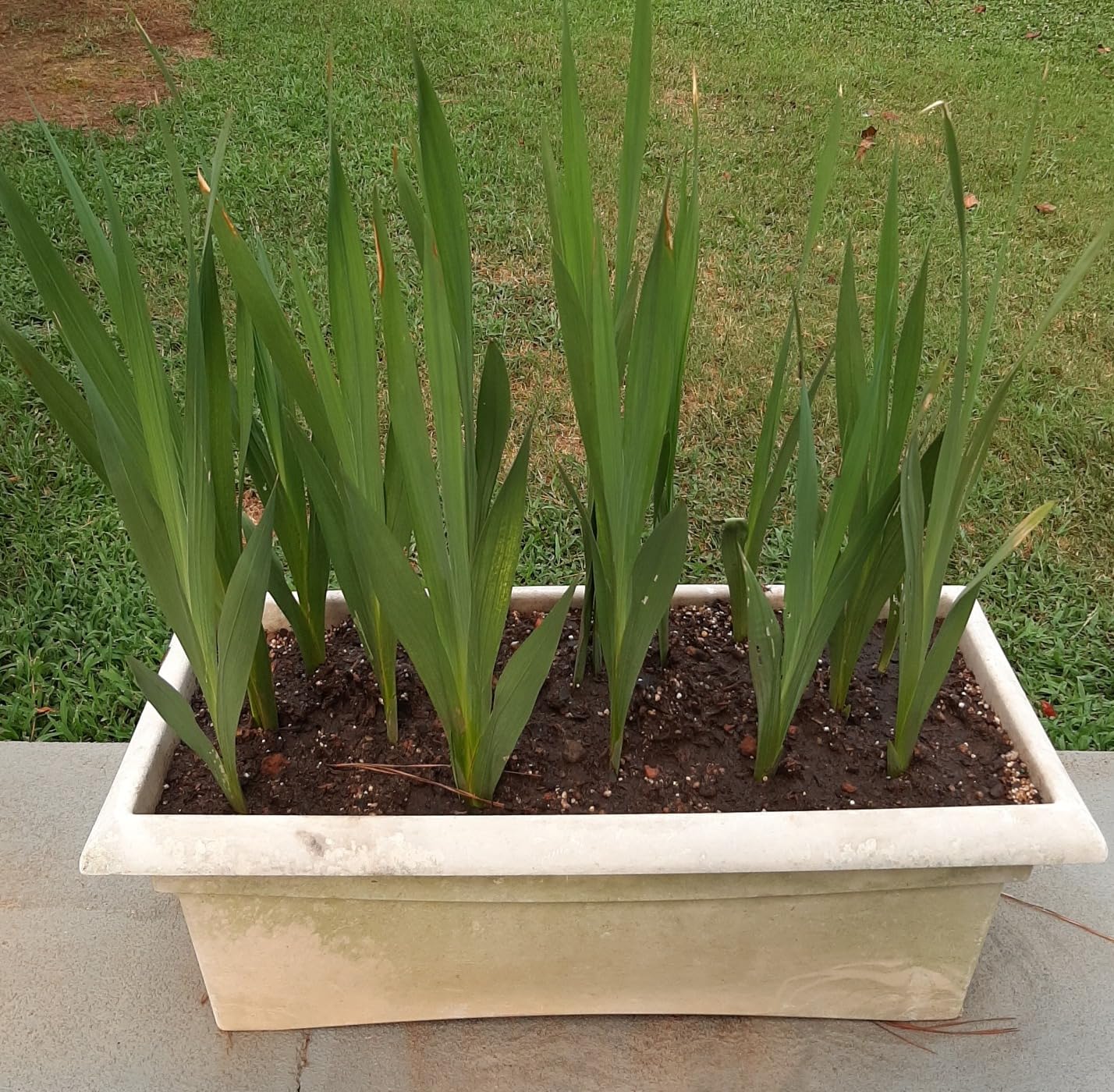 Amazon.com : BRECK'S - Glamini® Gladiolus Summer Flowering Bulb Mixture ...