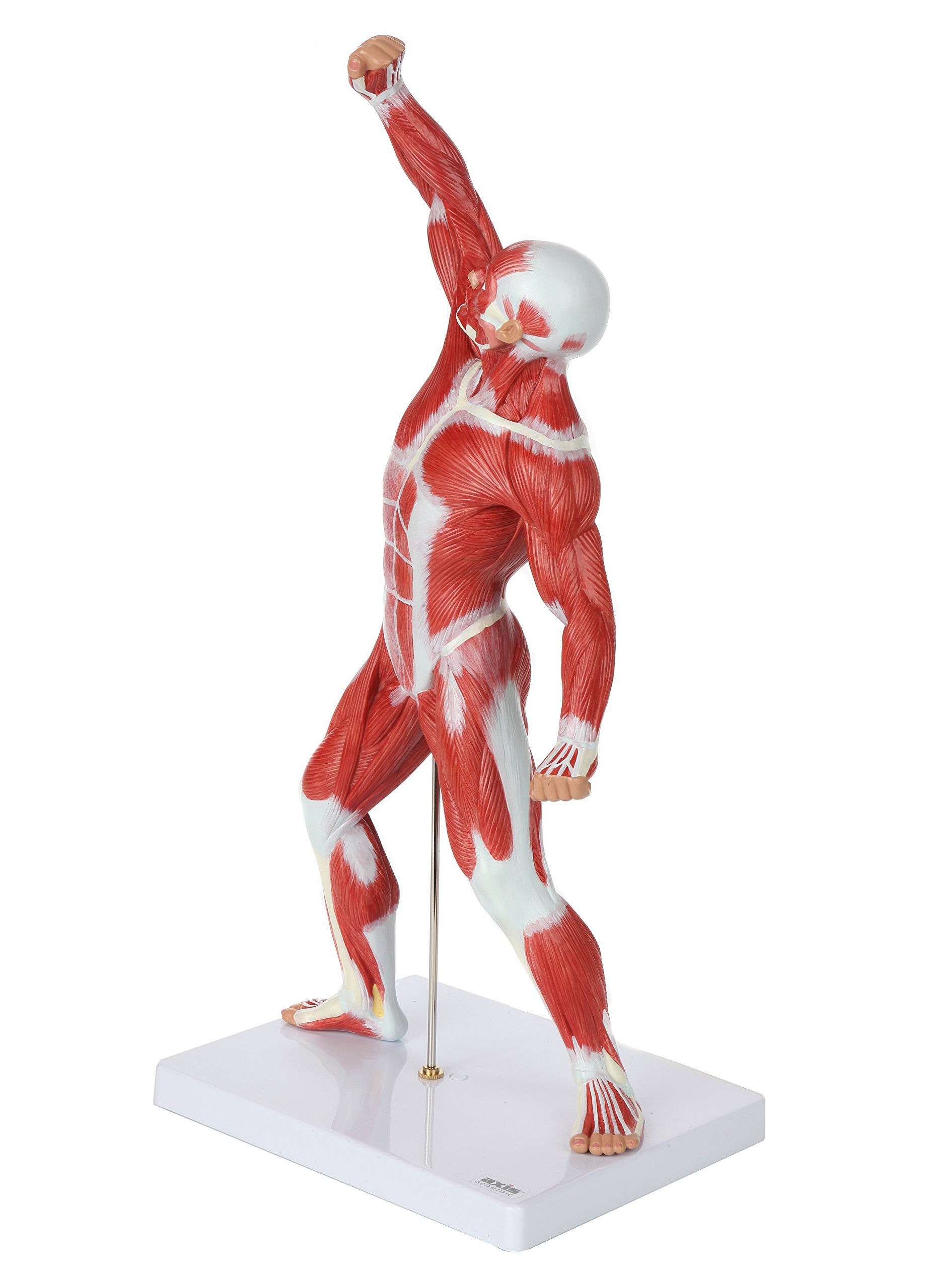 Axis Scientific Miniature Muscular System Model, 20” Human Muscles ...