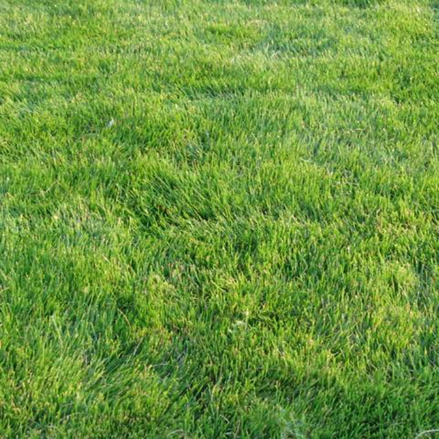 Amazon.com : Emerald Zoysia Grass Seeds for Planting 1/8 lb Dense Soft ...