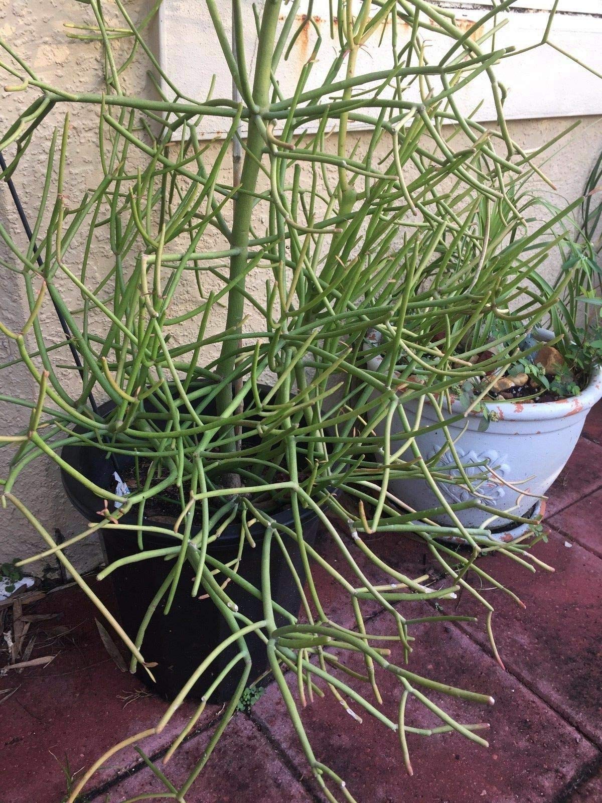 Amazon.com : 8 Healthy Cuttings Pencil Cactus - Euphorbia Tirucalli ...