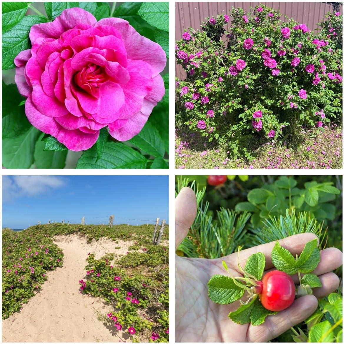 Amazon.com : Pink Beach Rose Seaside Sand Rose Seeds Rosa HIPS Flower ...