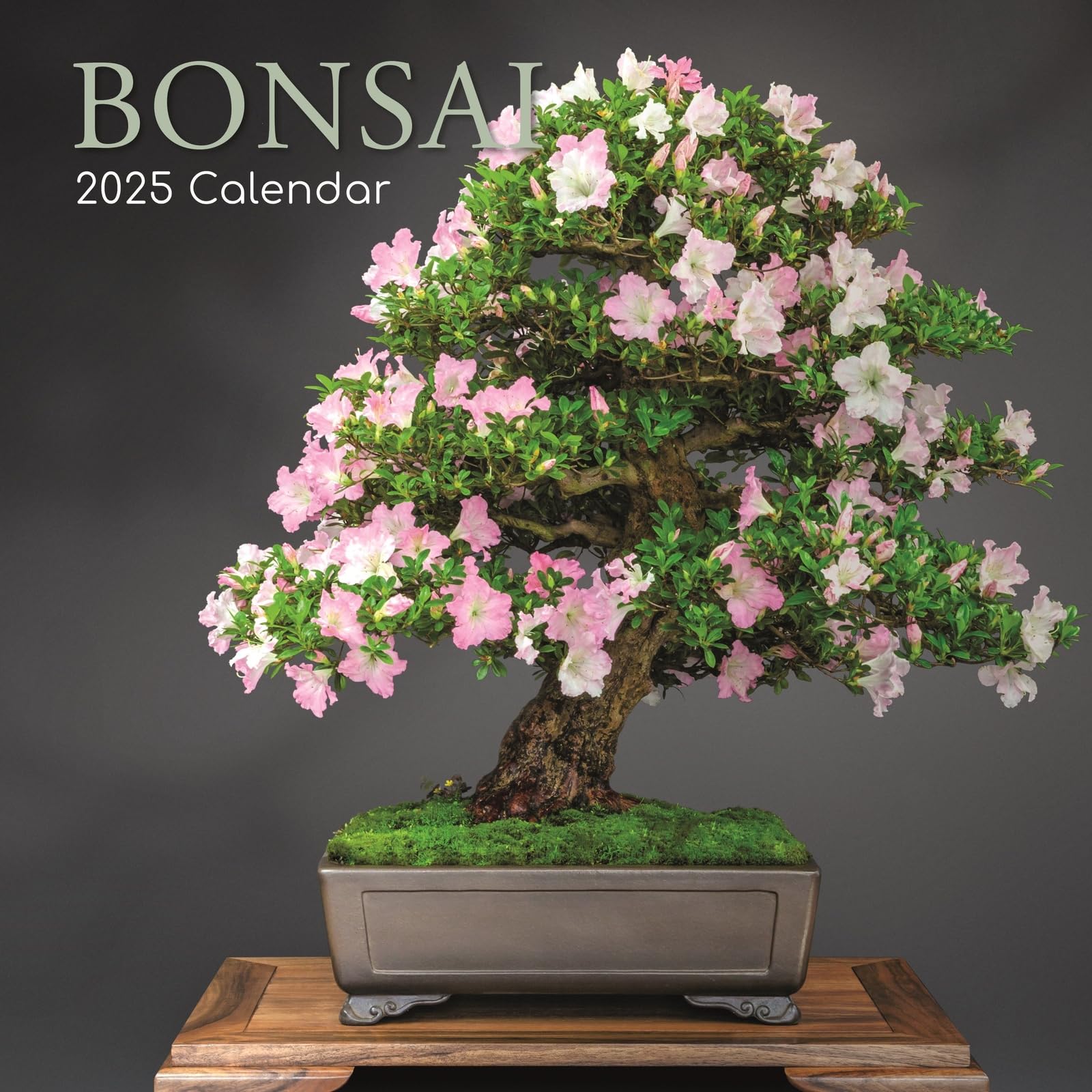 Amazon.com: The Gifted Stationary 2025 Square Wall Calendar, Bonsai, 16 ...