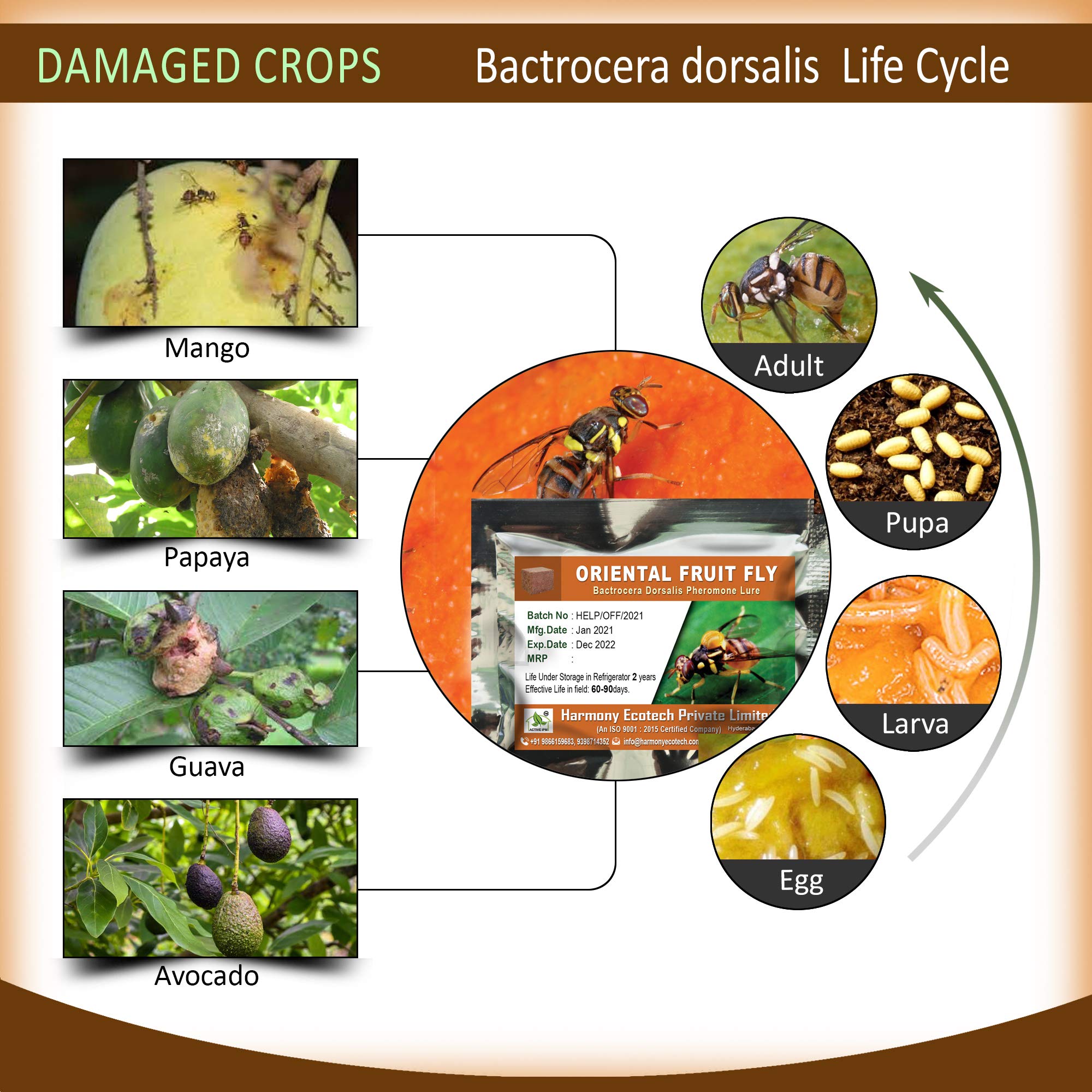 Bactrocera Dorsalis Life Cycle
