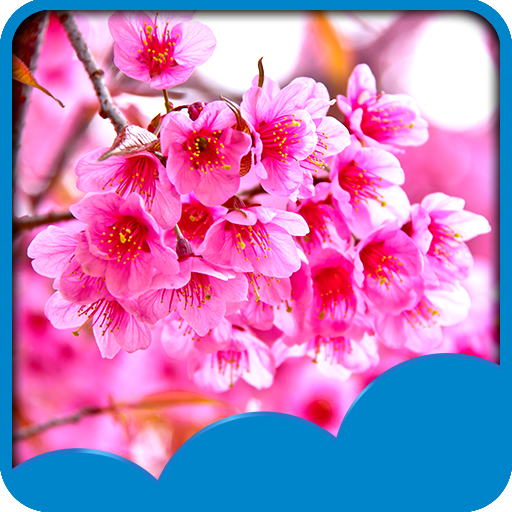 Sakura Live Wallpapers - App on Amazon Appstore