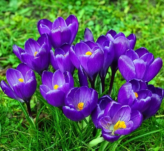 Amazon.com : Remembrance Crocus 20 Bulbs - Very Hardy! : Flowering ...