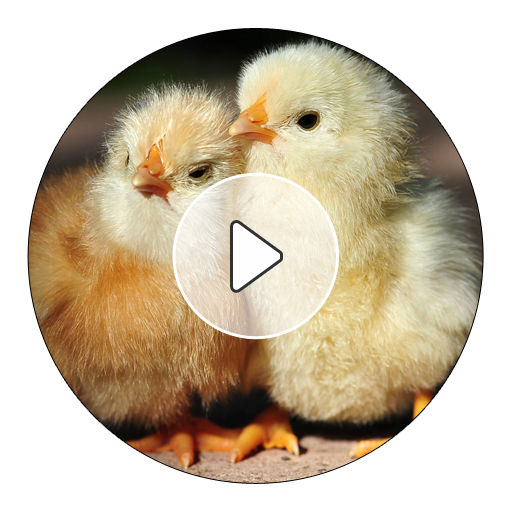 Chicken Sounds And Ringtones - App on Amazon Appstore