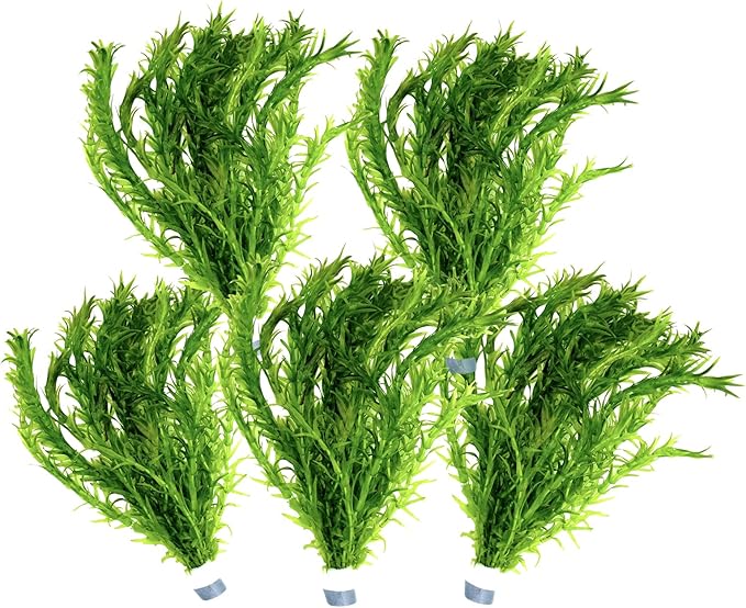 5 Bund Wasserpest, Teich Pflanze, Wasserpflanze, Elodea Densa, Aquarium ...