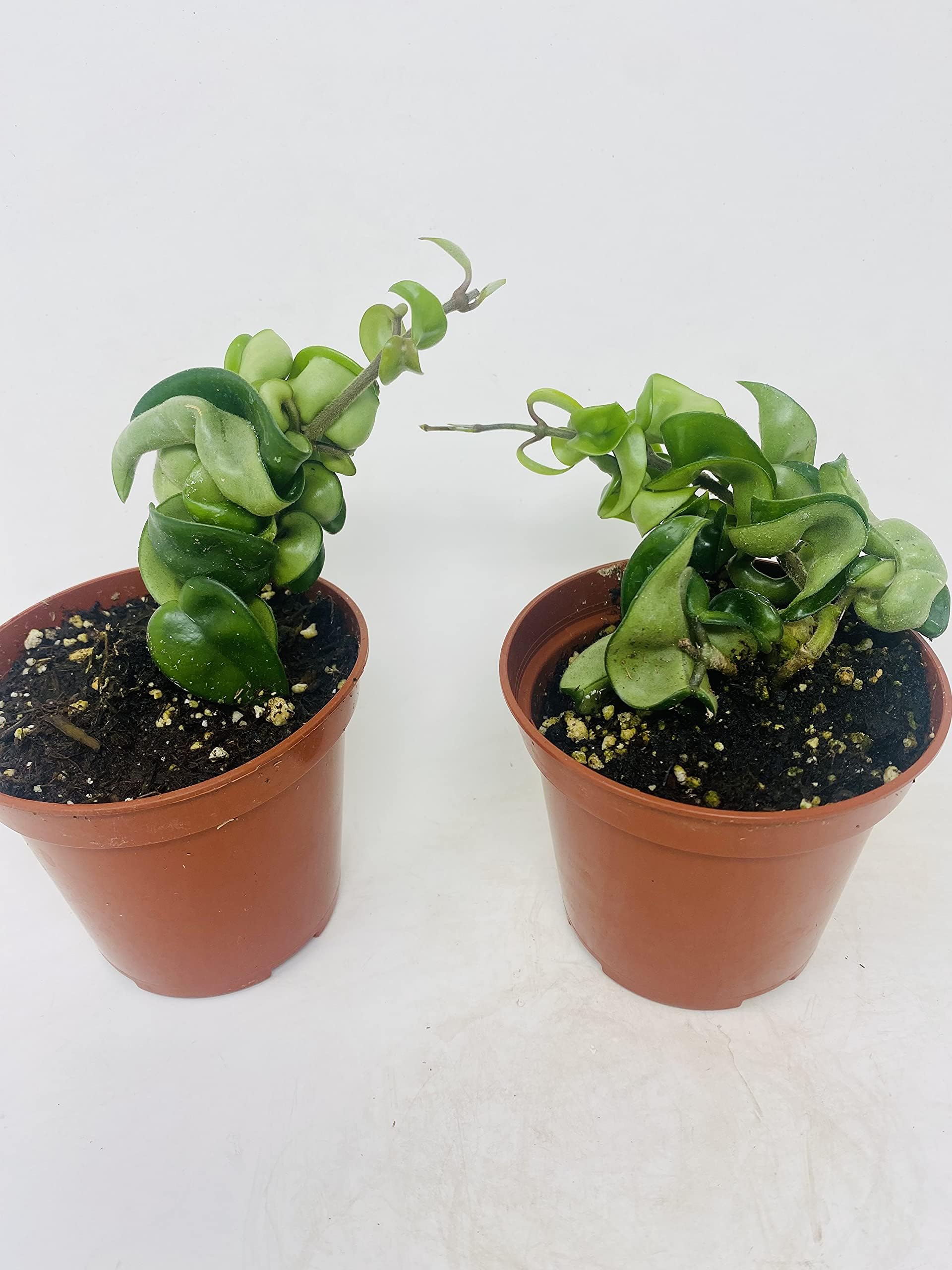 Amazon.com : JM BAMBOO (Pack of 2) Hindu Indian Rope Plant- Hoya Exotic ...