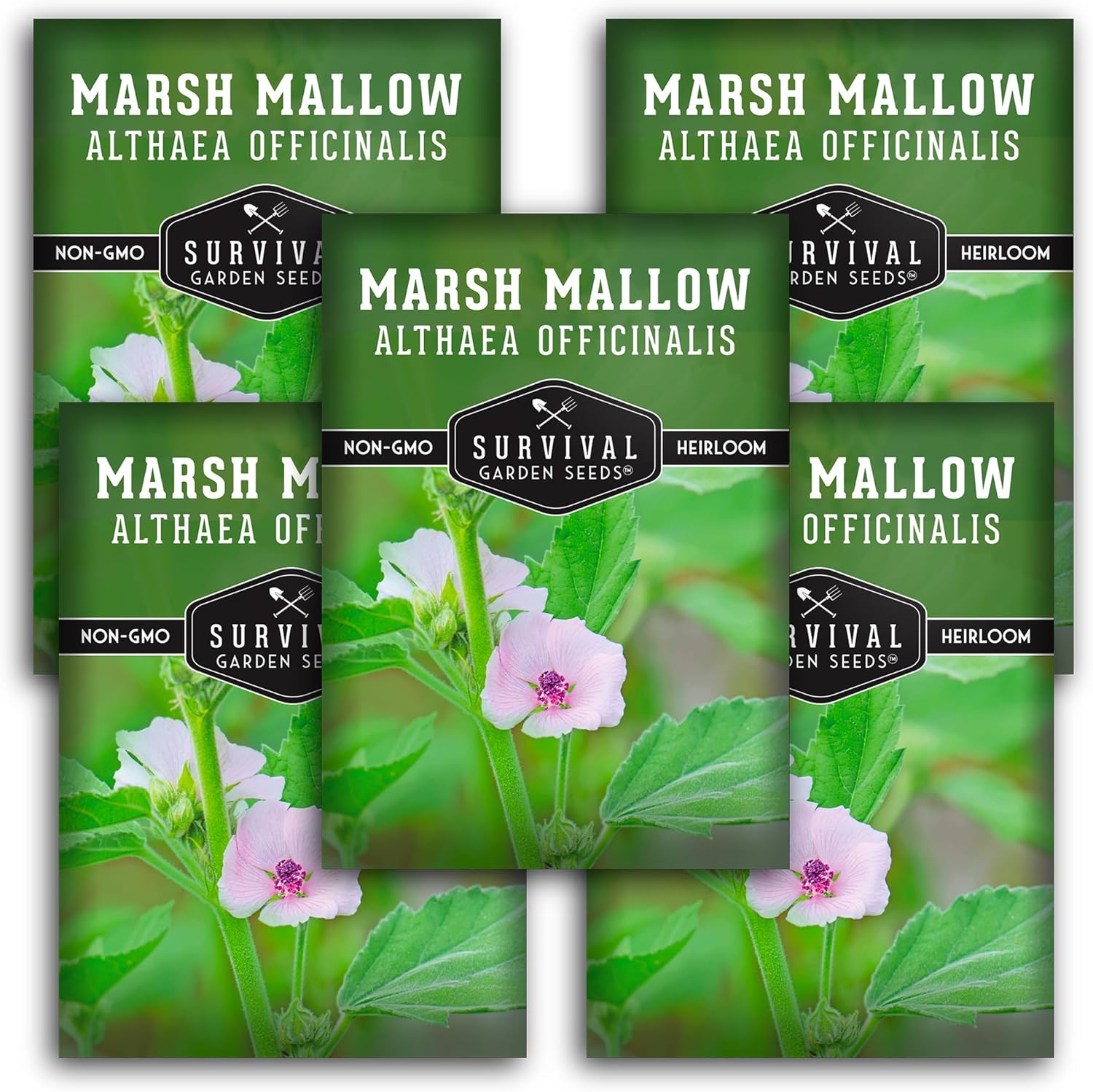 Amazon.com : Marsh Mallow Seed for Planting - 5 Packets with ...