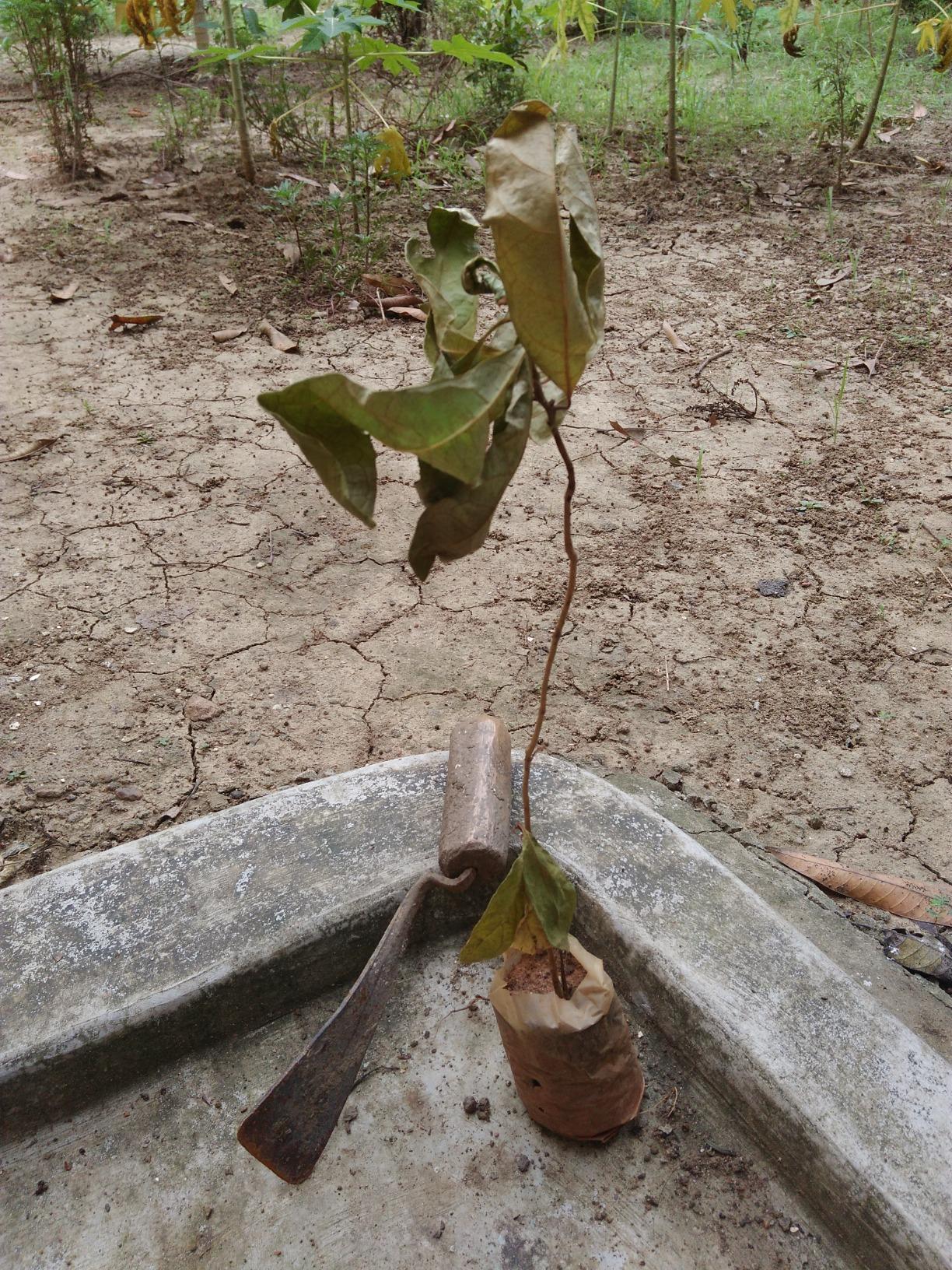 Kapebonavista® plant Baheda Belliric Myrobalan Bastard myrobalan Beach ...