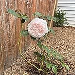 Amazon.com : Heirloom Roses Rose Plant - Parfuma® Summer Romance Pink Rose Bush, Floribunda Live ...