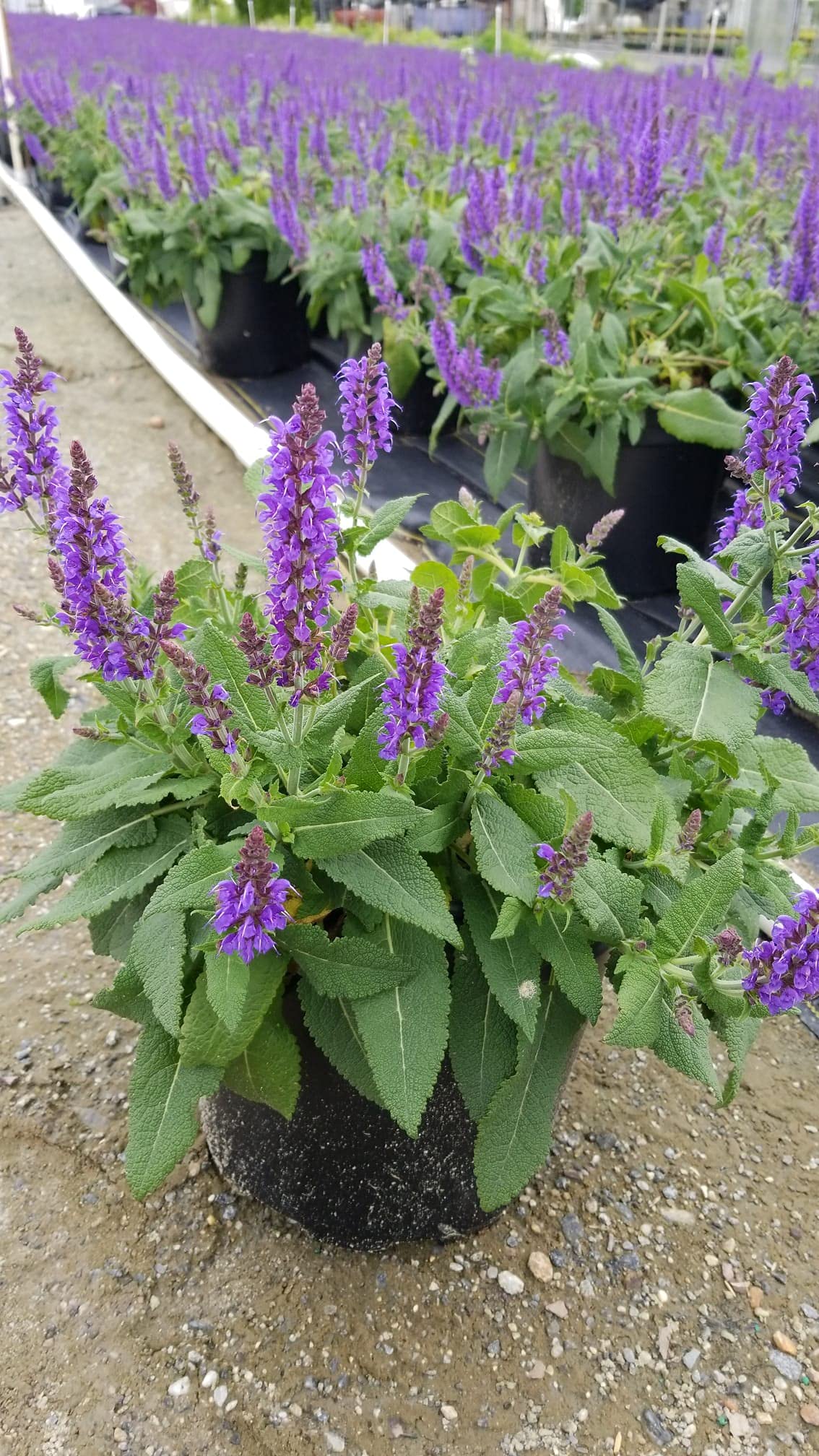 Purple Flower May