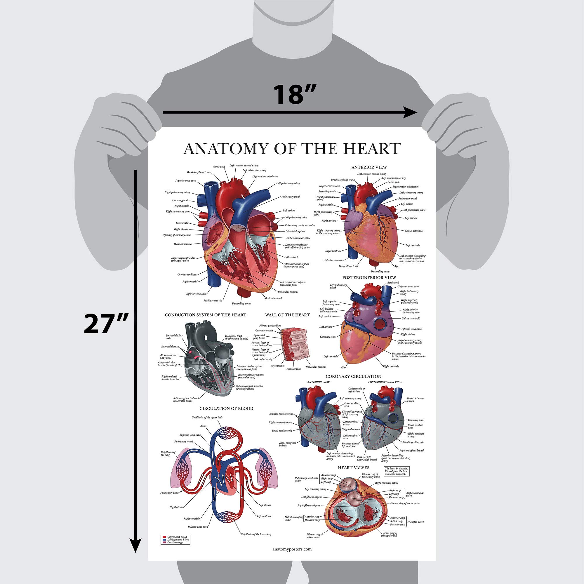 Buy Heart Anatomy Poster - LAMINATED - Anatomical Chart of the Human ...