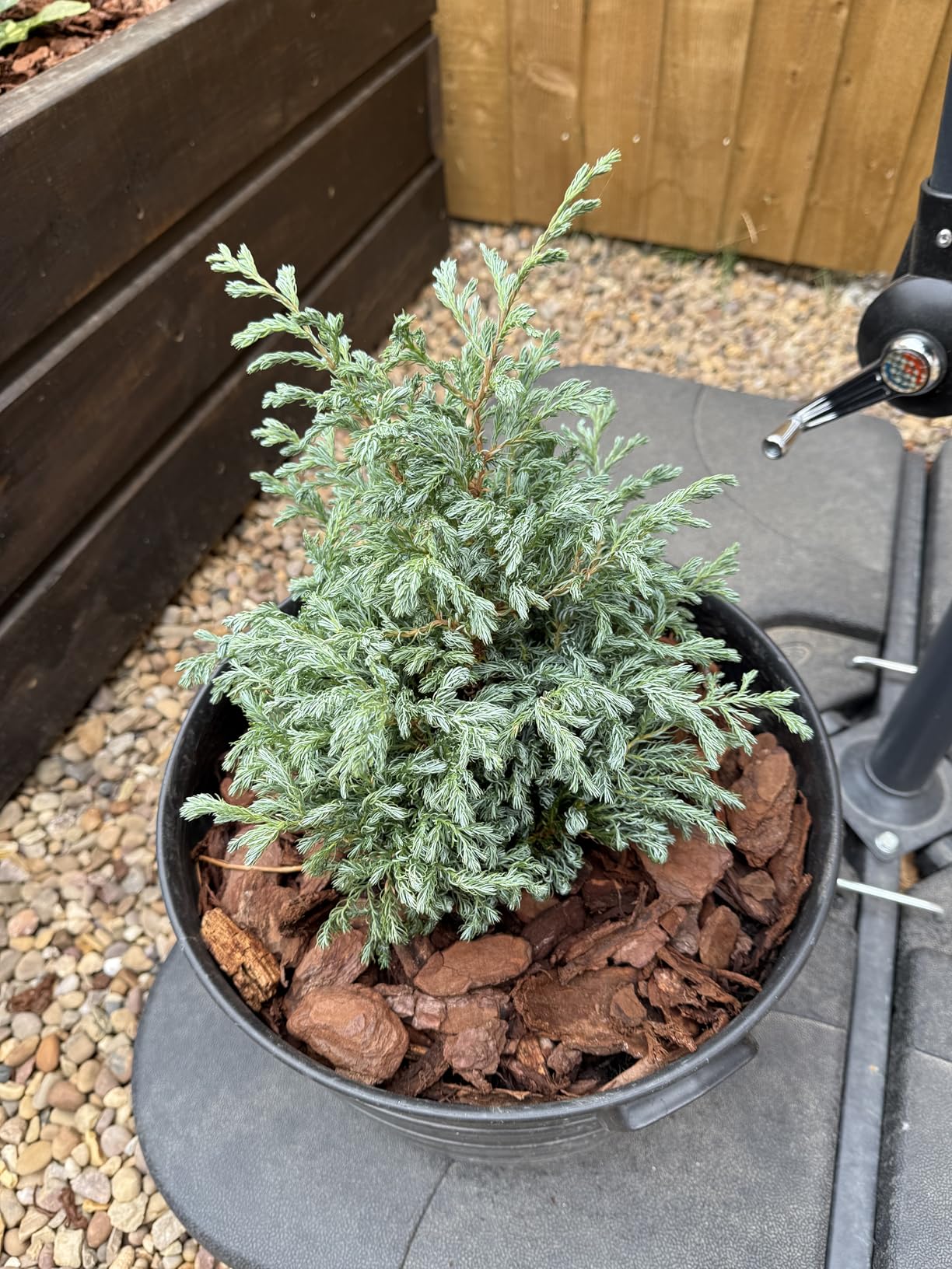 GrowOn Shrubs [2 Litre] Dwarf Conifer Chamaecyparis Pisifera 'Boulevard ...