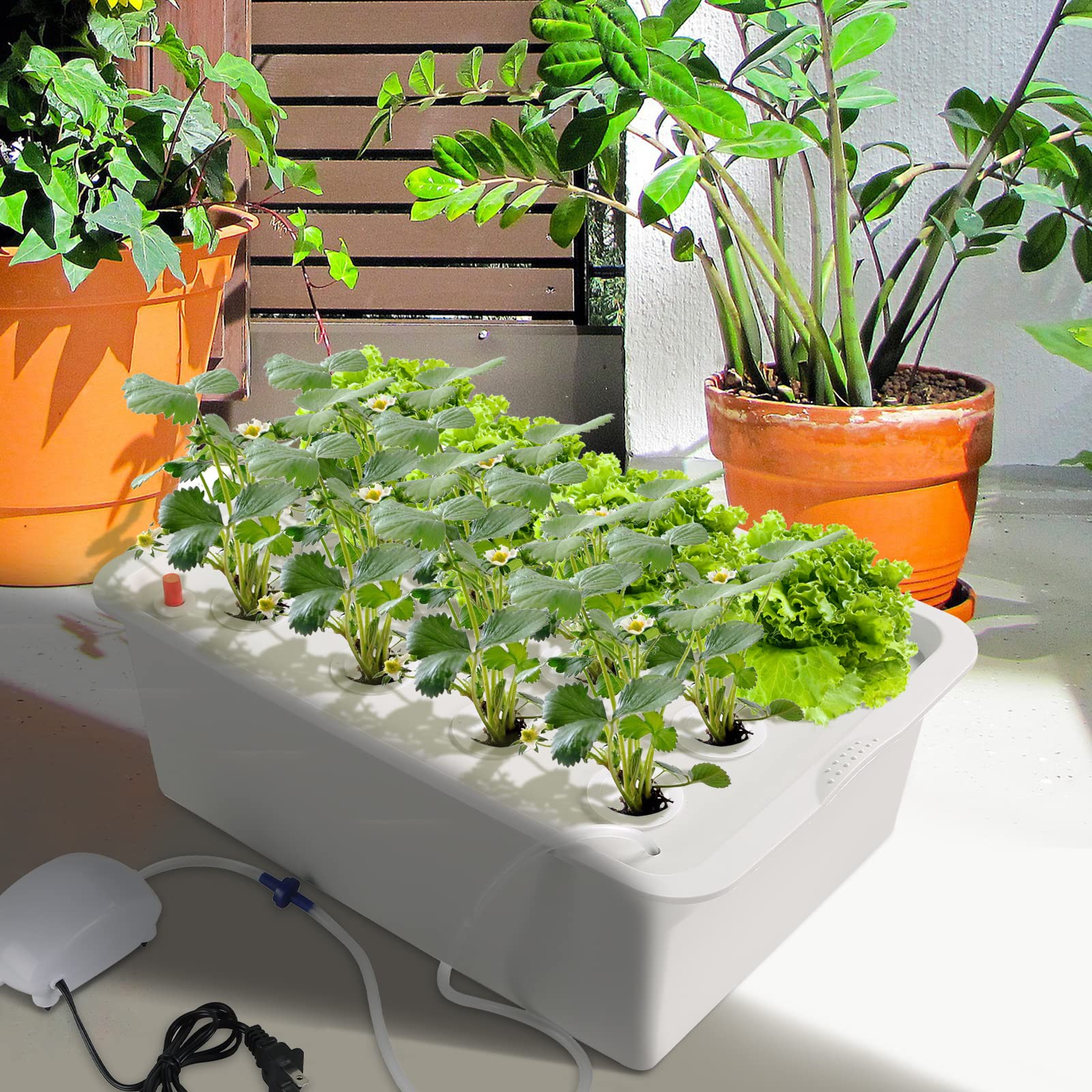Hydroponic Grow Box Toronto 18 Plants You Can Grow YEAR ROUND