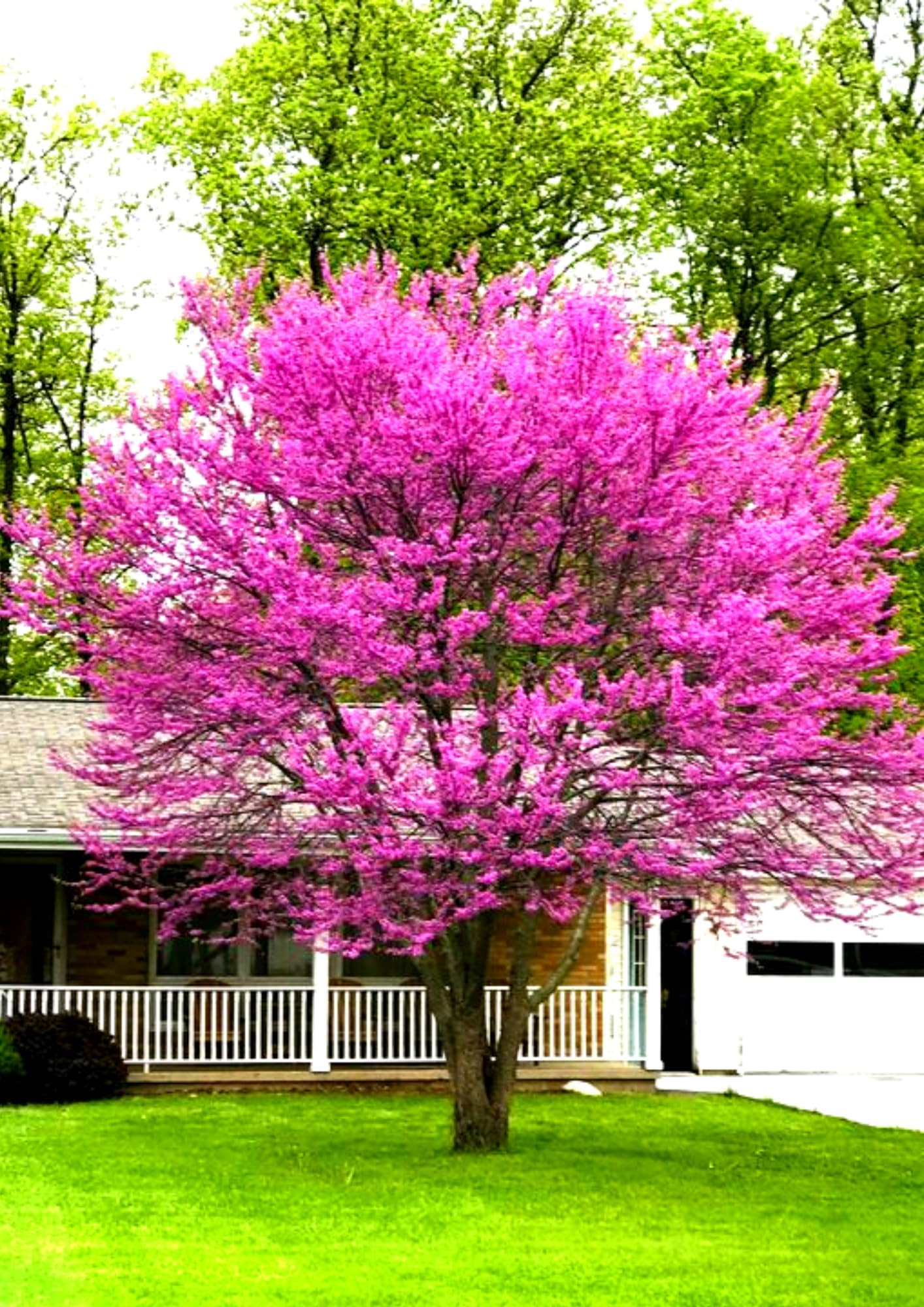 Amazon.com : Eastern Redbud Tree Live Plant in Quart Pot, Eastern Red ...