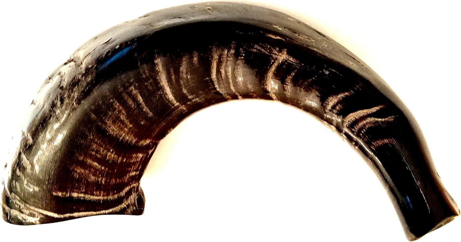 Amazon.com: Israeli Jacob Sheep Shofar - The Original. The horns ...