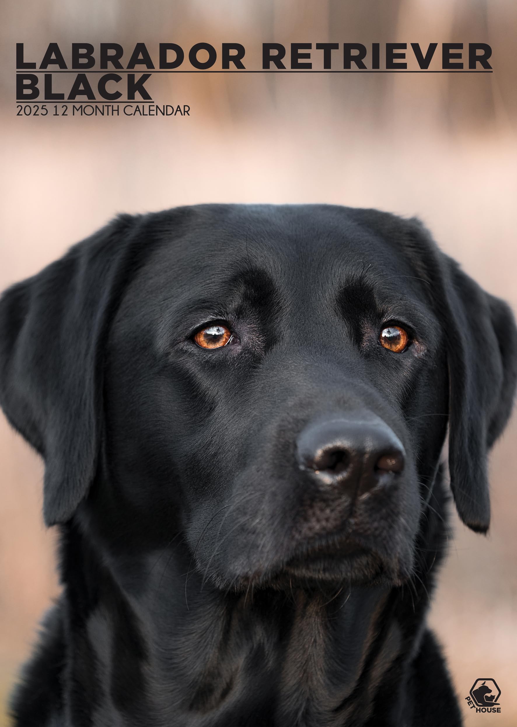 Labrador Retriever Black 2025 - A3 Size Wirobound Calendar : Amazon.co ...