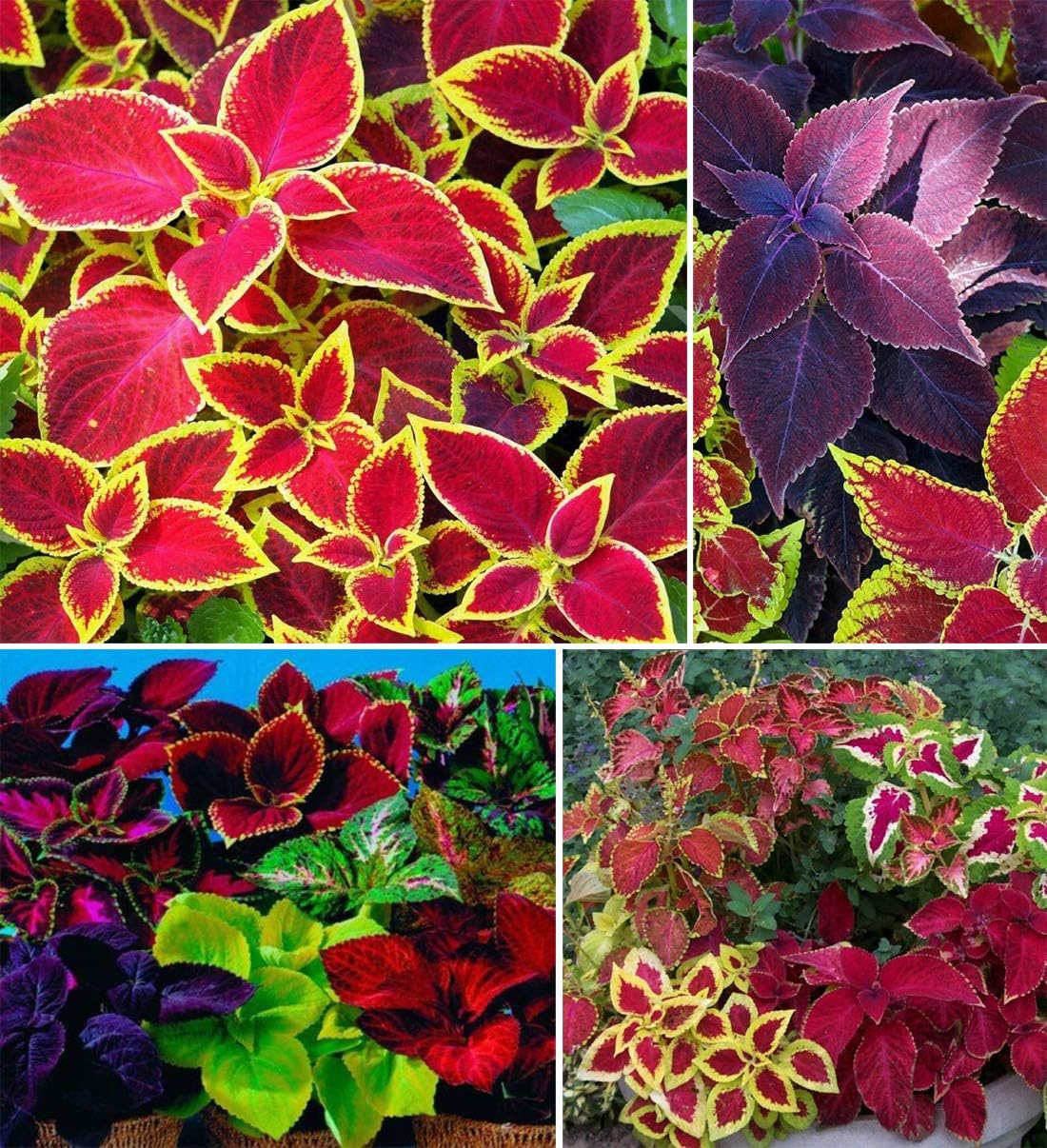 Amazon.com : 100+ Rare Mixed Coleus Flowers Seeds Rainbow Coleus Wizard ...