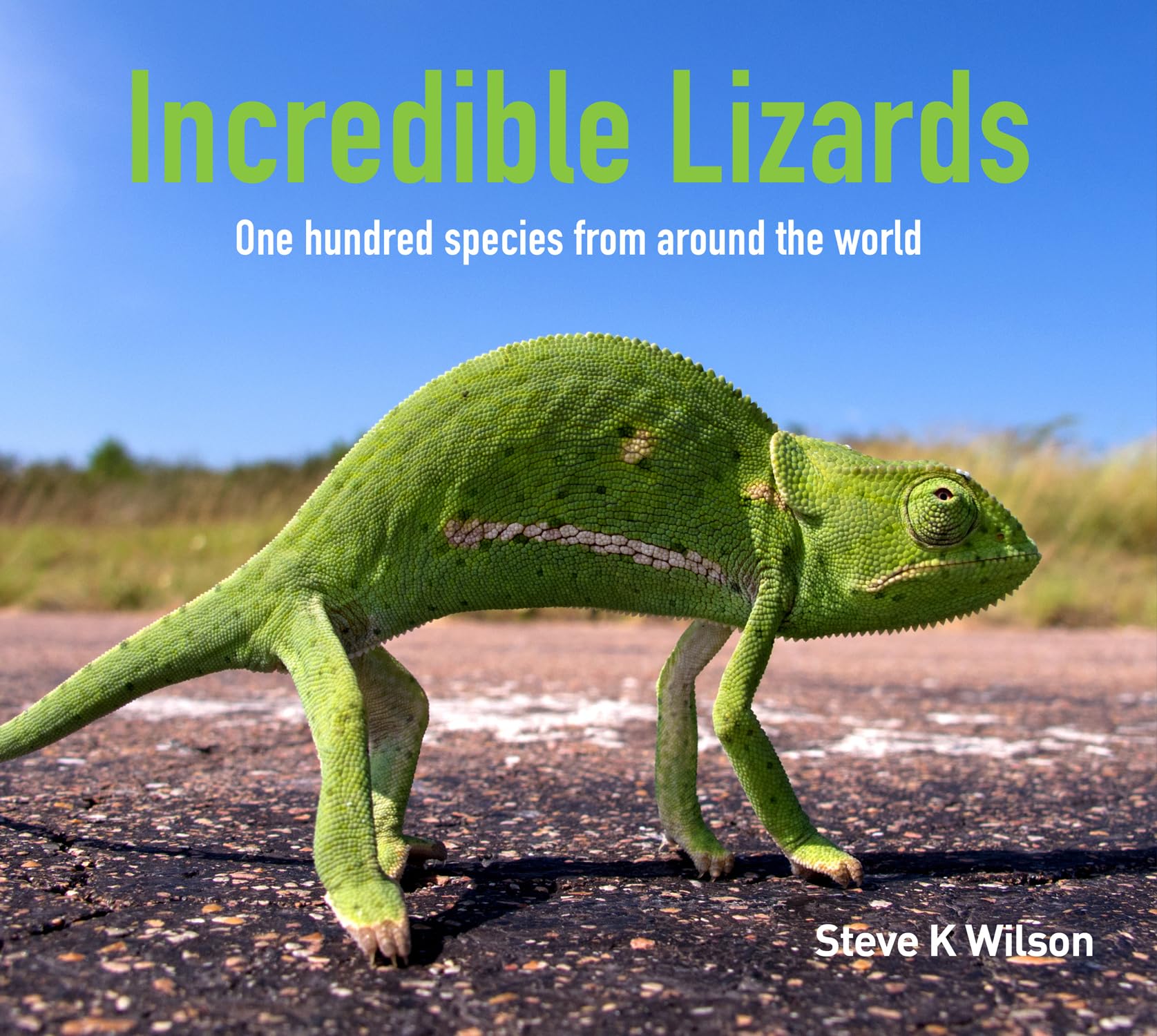 Incredible Lizards: One hundred species from around the world: Wilson ...