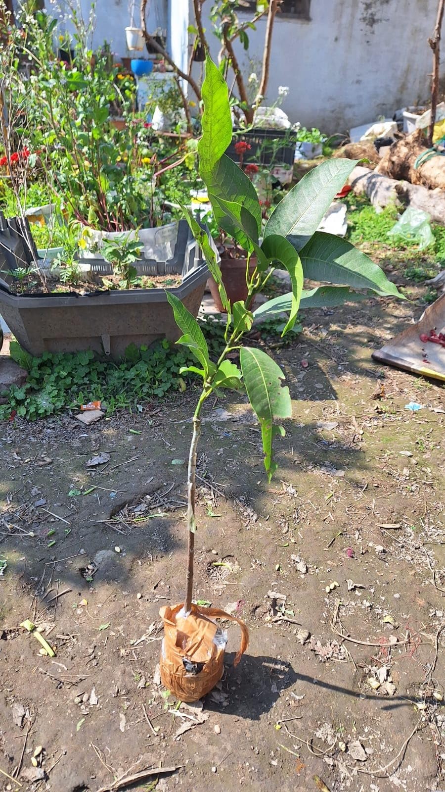 Sarika Nursery Hybrid Mango Thai Catimon Katimon All Time 12 Month ...