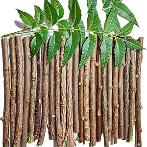 Amazon.com : Ayurvedic Natural Organic Neem Datun, Manual Toothbrush ...