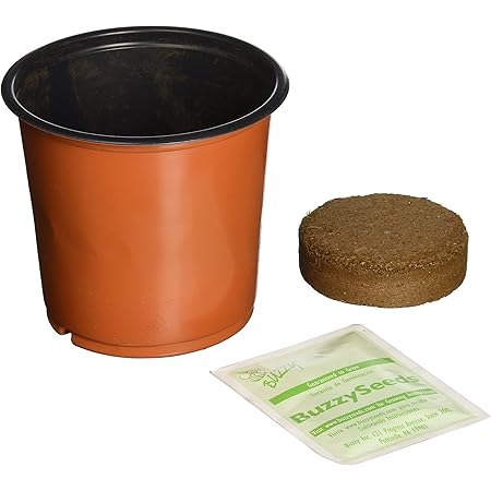 Amazon.com : Buzzy® Sunflower Grow Kit : Patio, Lawn & Garden