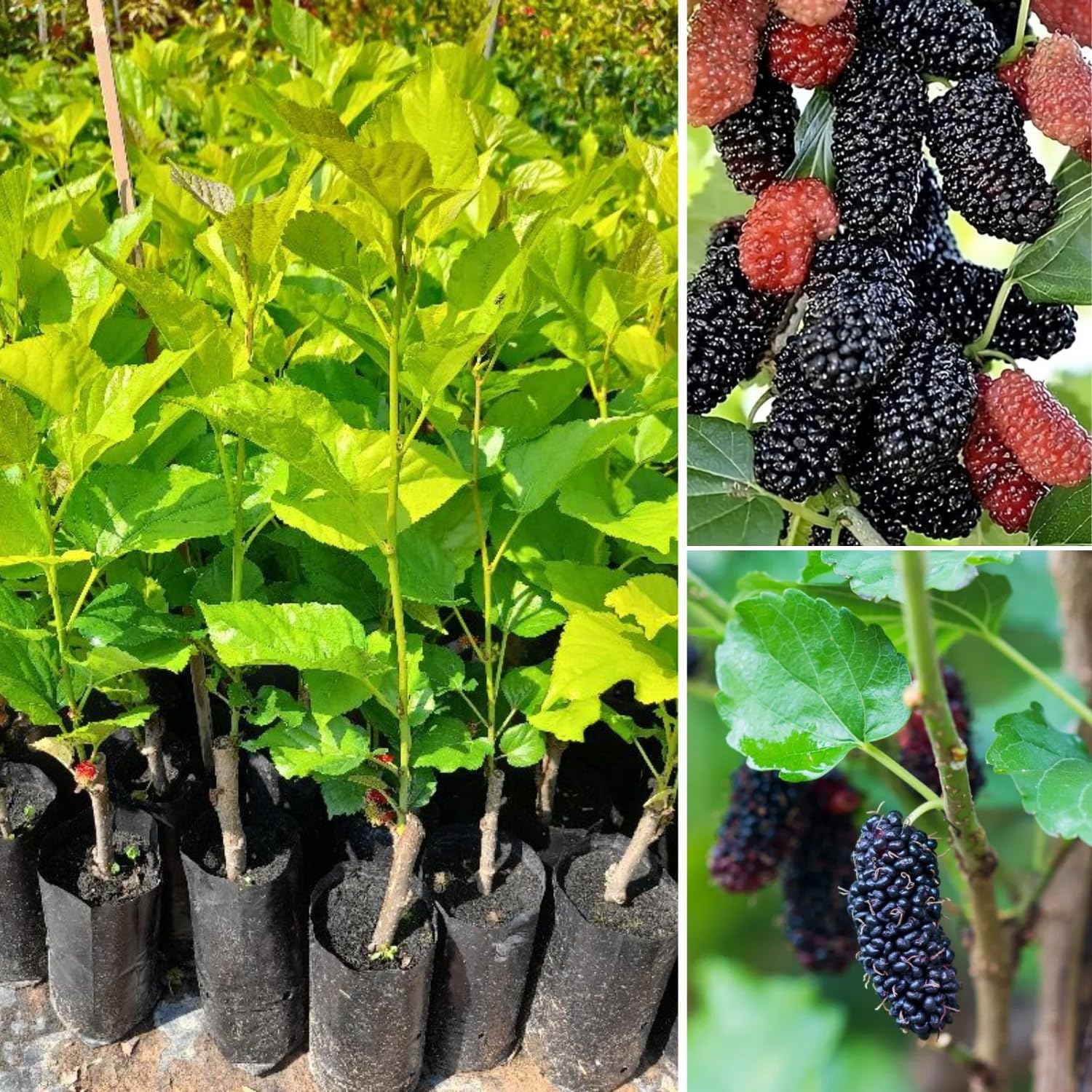Amazon.com : Illinois Everbearing Mulberry Plant Live, Size 5-9 Inch ...