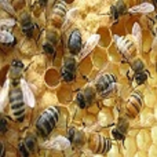 Beekeeping Getting Started - App on Amazon Appstore