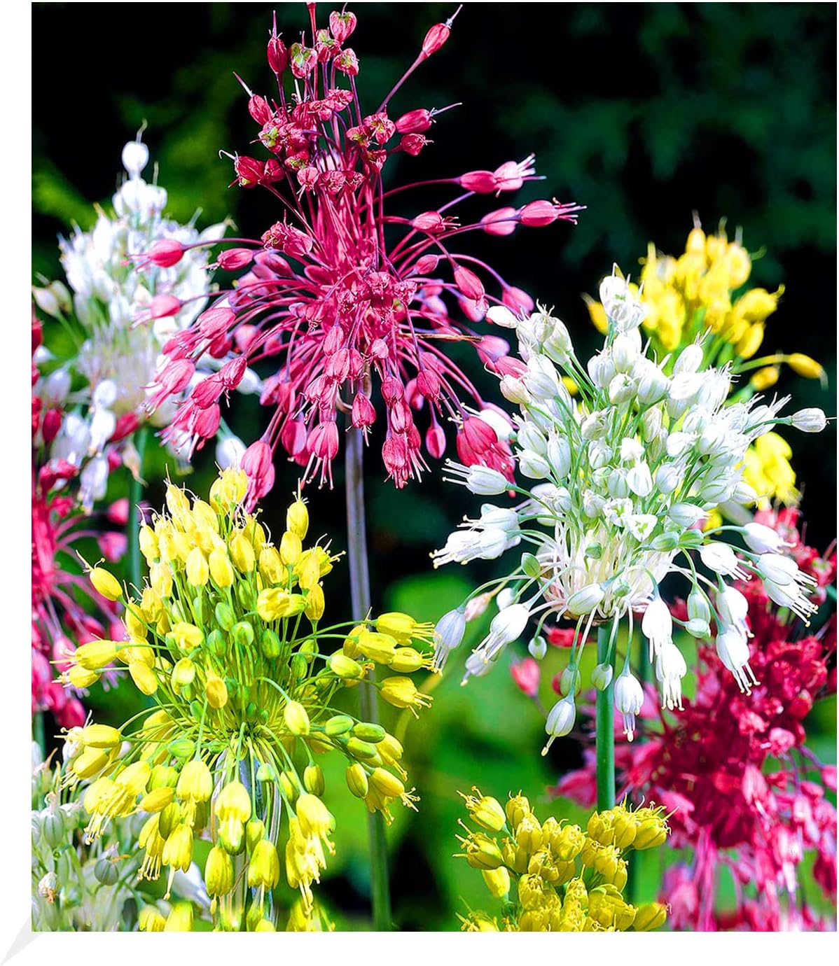 BALDUR Garten 6er Mix Allium 'Fireworks', Zwiebeln in Größe I, Mischung ...