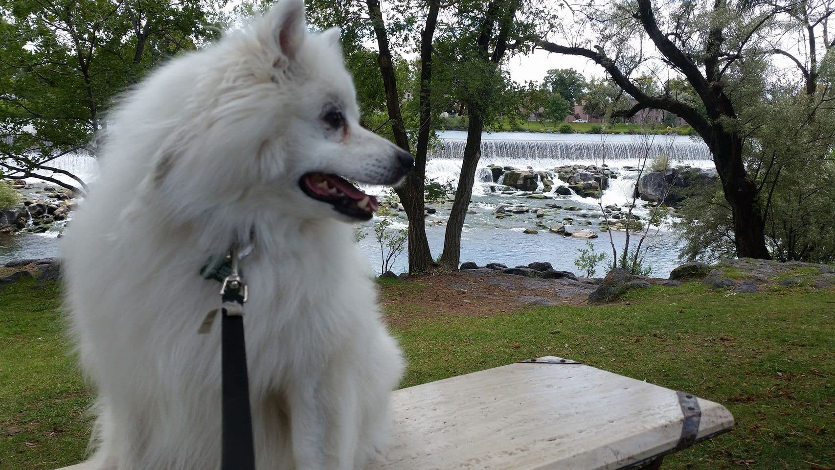 The Dog Beautiful: Reflections of the Journey of the Northern, Nordic ...