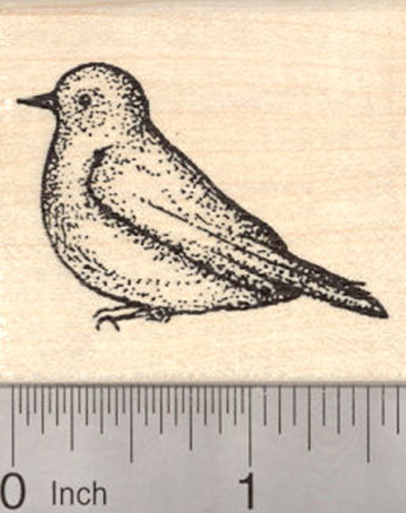 Amazon.com: Bluebird Rubber Stamp, Blue Bird of Spring, Thrush : Toys ...