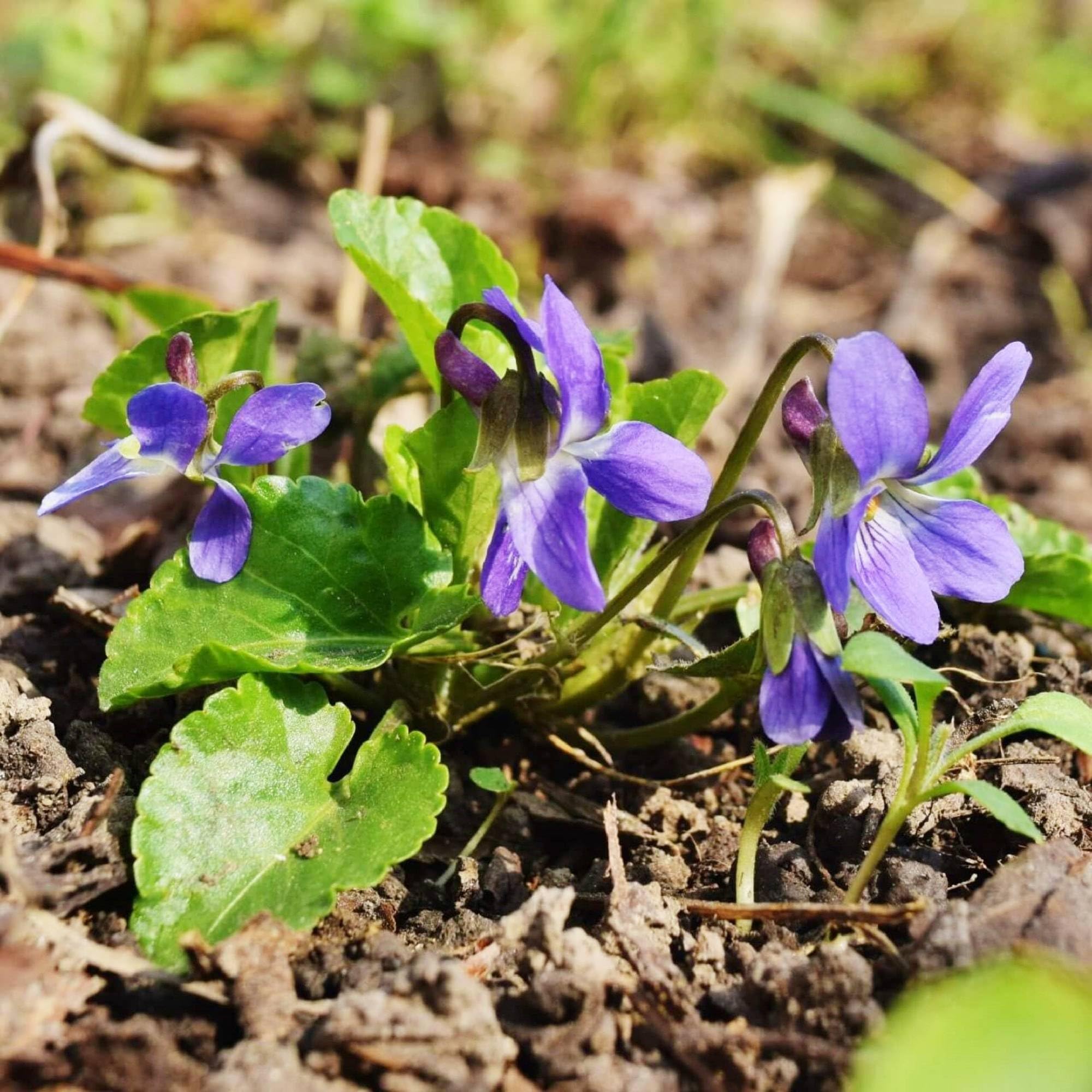 Amazon.com : CHUXAY GARDEN Sweet Violet Seed 40 Seeds Rare Viola ...