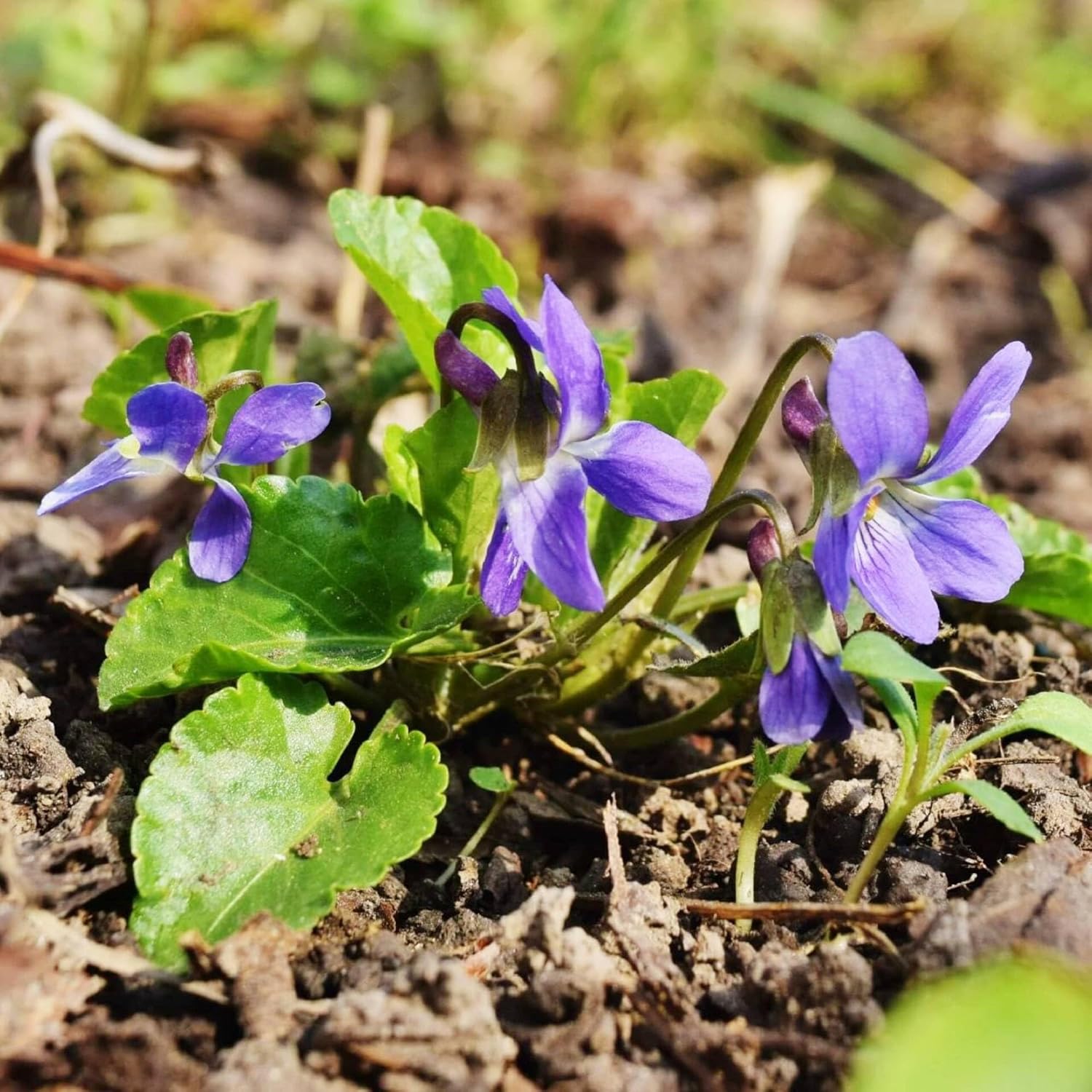 Amazon.com : CHUXAY GARDEN 30 Seeds Queen Charlotte Viola Odorata Seeds ...