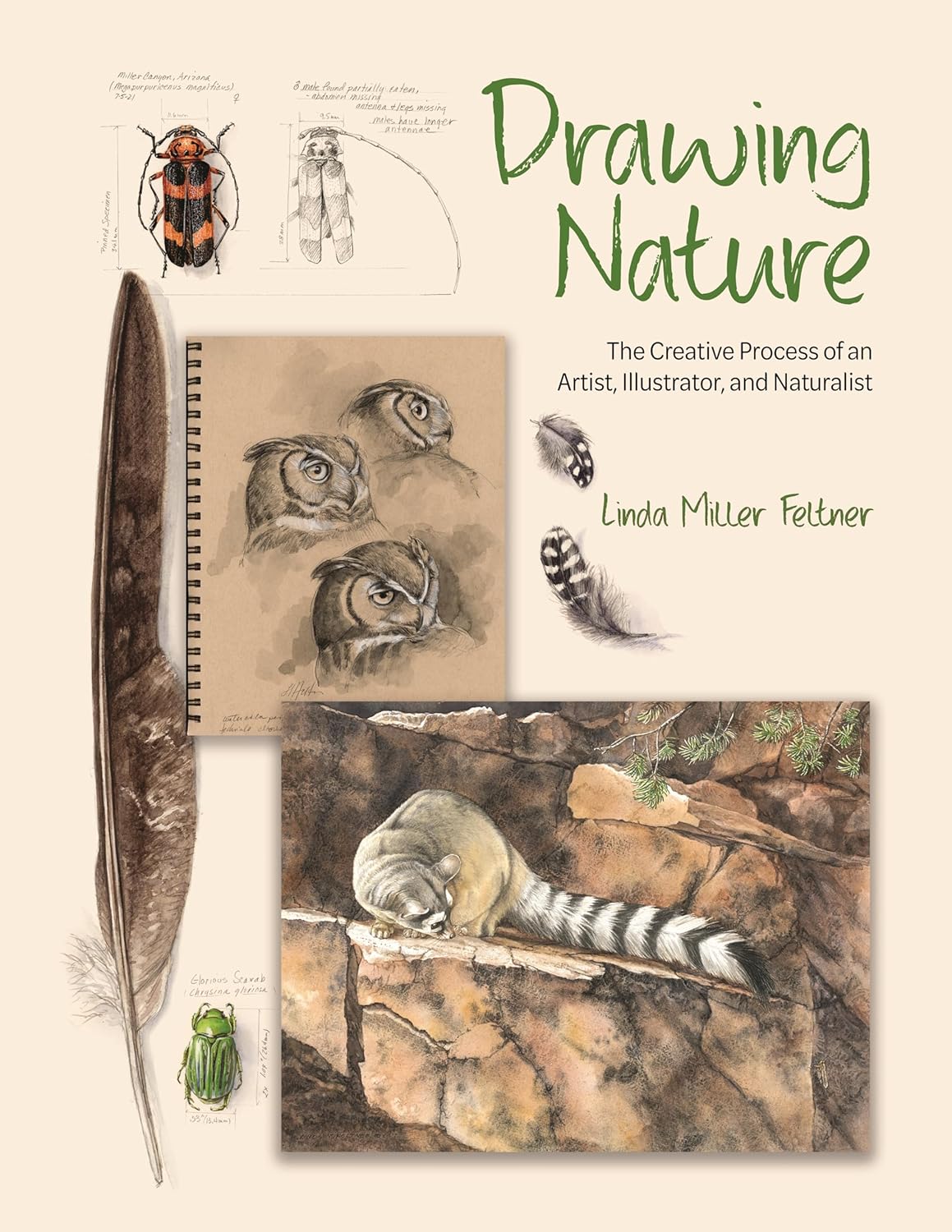 Drawing Nature: The Creative Process of an Artist, Illustrator, and ...
