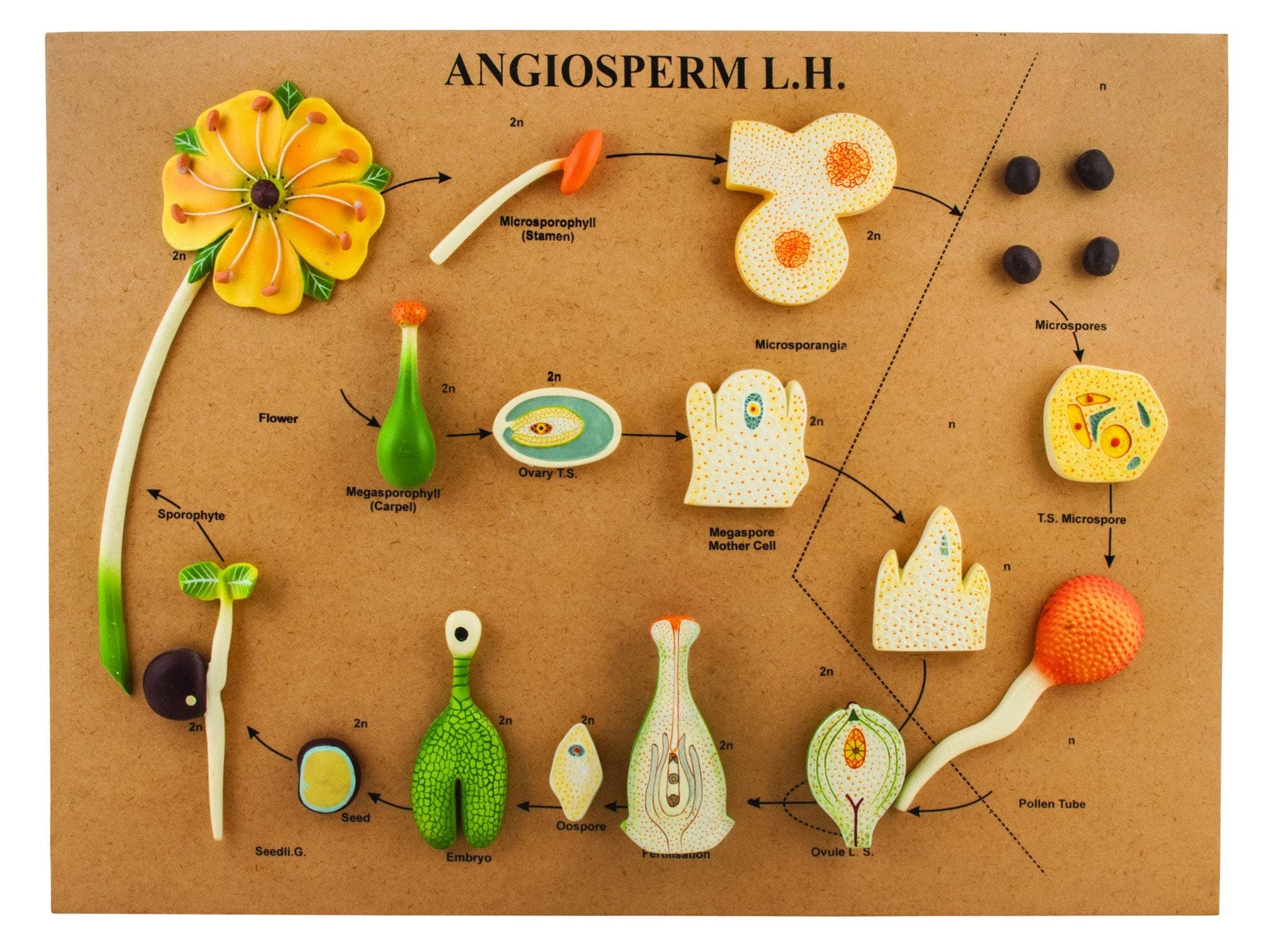 Microspores In An Angiosperm