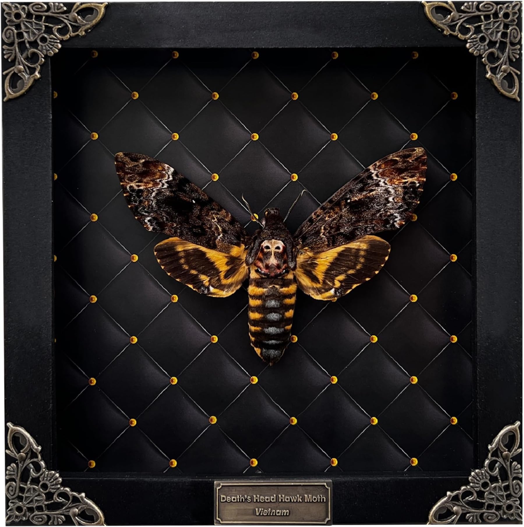 Amazon.com - Real Dead Head Moth Coffin Red Frame Dried Specimen Gothic ...