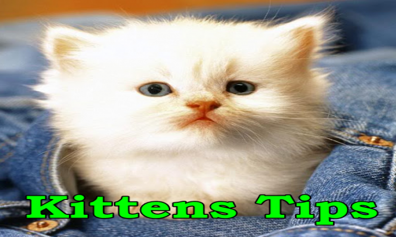 Kittens Tips - App on Amazon Appstore