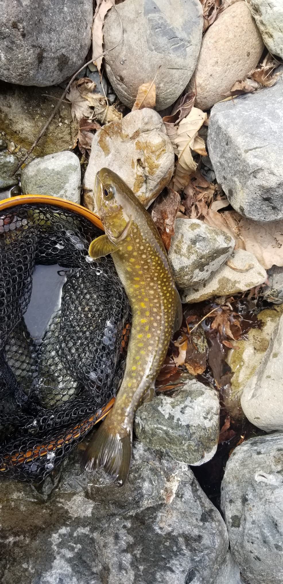 Amazon | ツリング モンキー(turingmonkey) ツリモン モバイルトラウトII 52L | ツリング モンキー(turingmonkey) | バスロッド